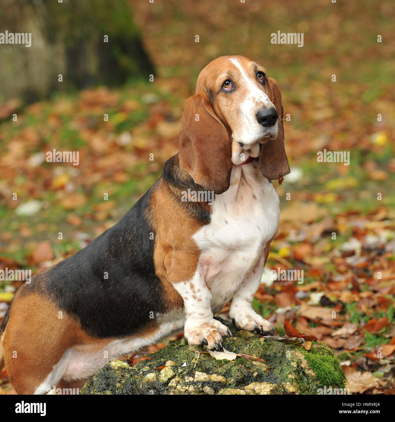 Hush puppy dog hi-res stock photography and images - Alamy