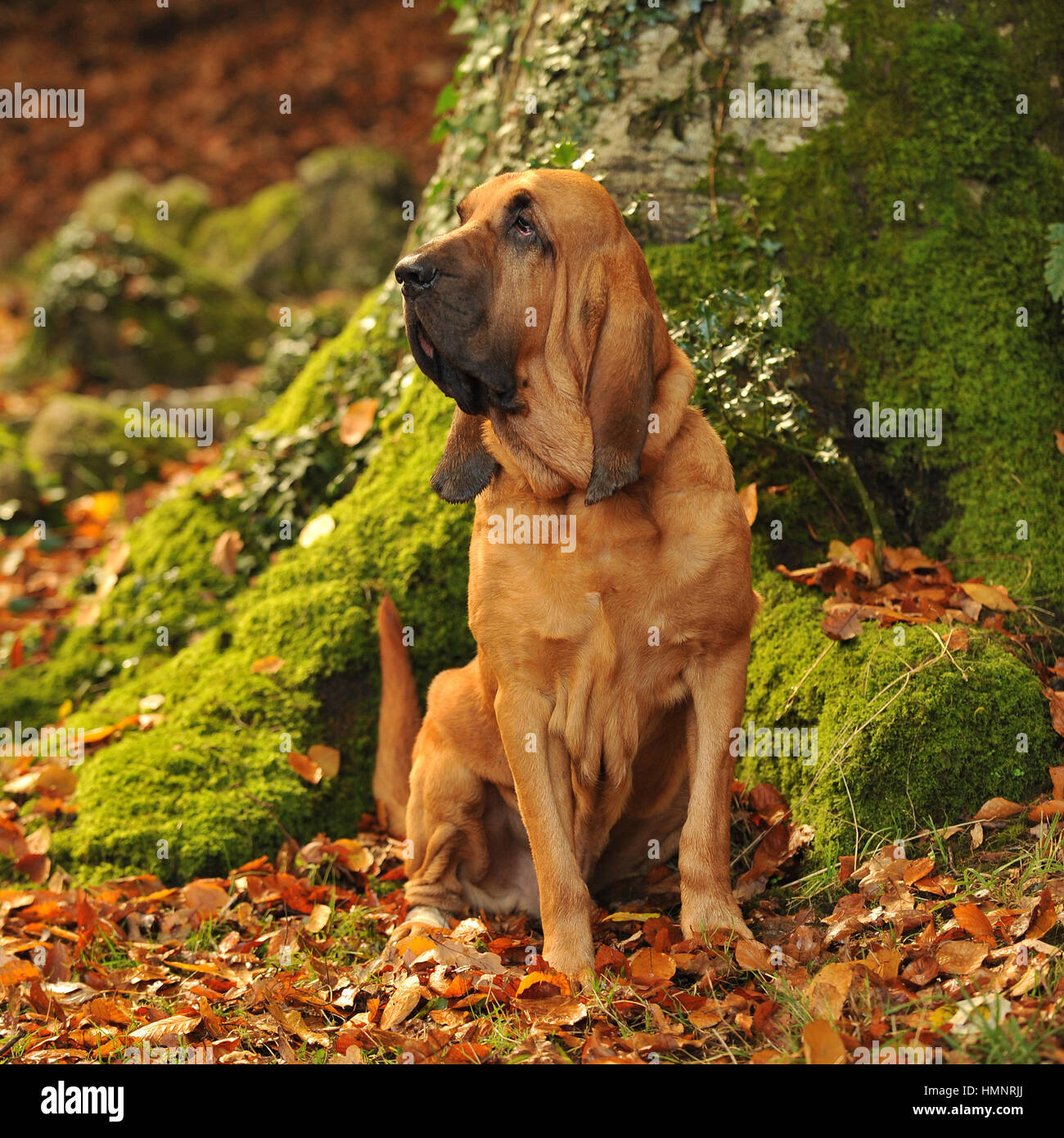Saint Hubert Hound High Resolution Stock Photography and Images - Alamy