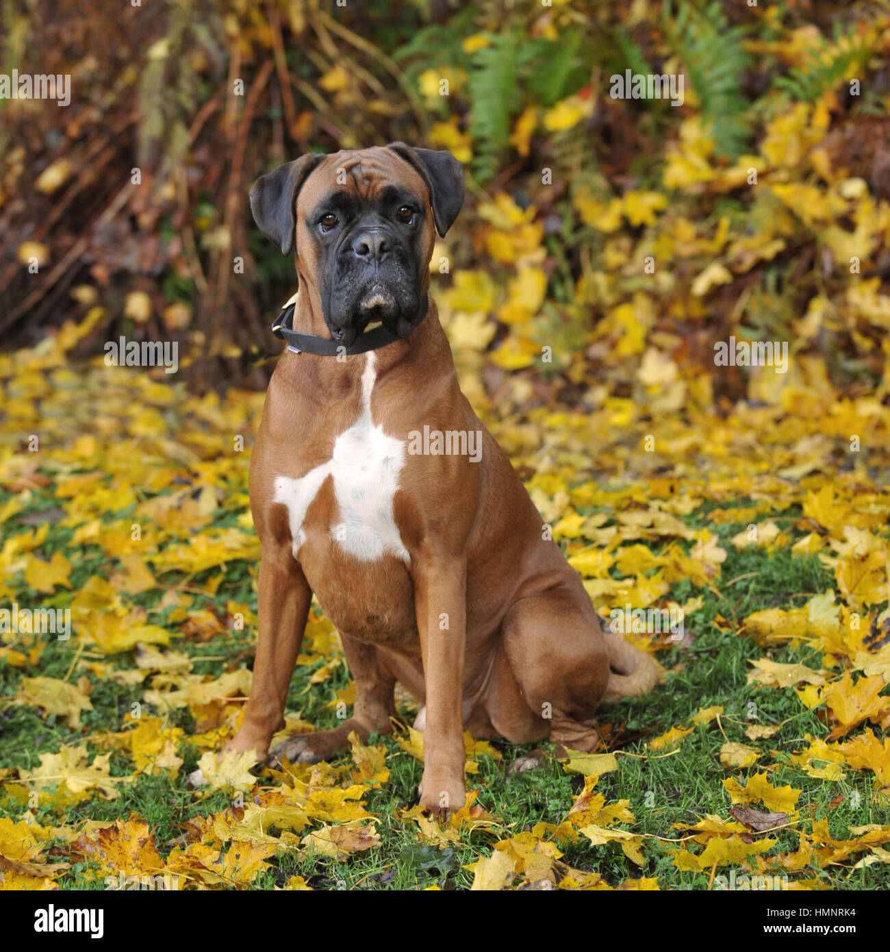 boxer in the fall with full tail Stock Photo - Alamy