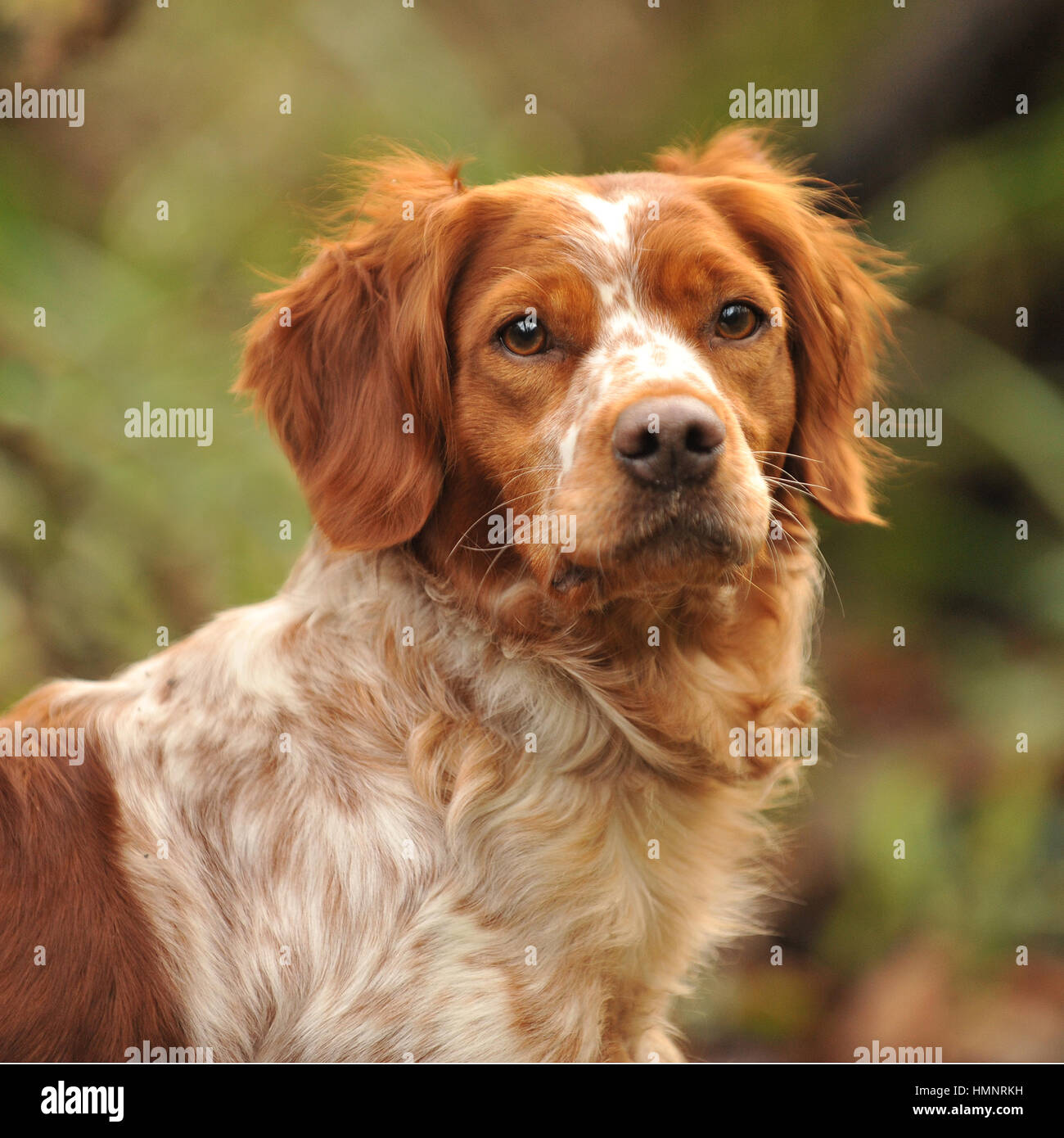 brittany spaniel dog Stock Photo - Alamy