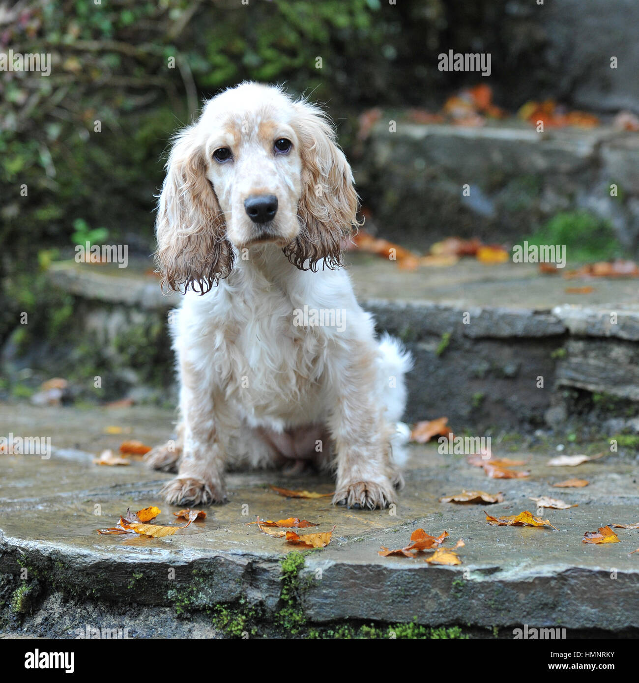 wet cocker spaniel dog Stock Photo - Alamy