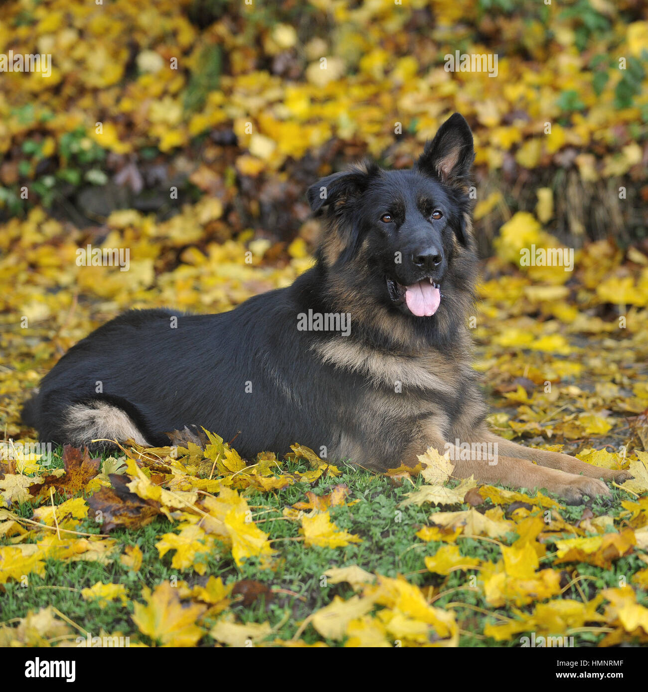 german shepherd dog in autumn leaves Stock Photo - Alamy