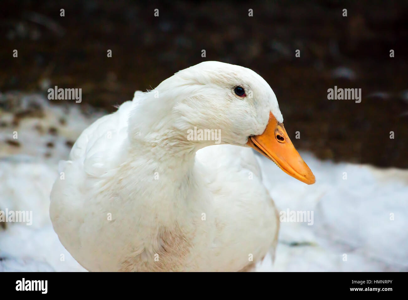 Jumbo pekin ducks hi-res stock photography and images - Alamy