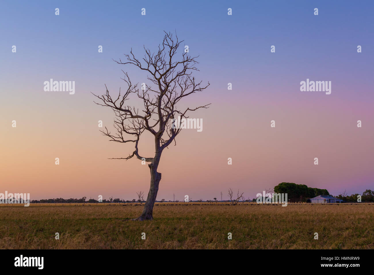 Lone bare dry tree in field at sunset Stock Photo - Alamy