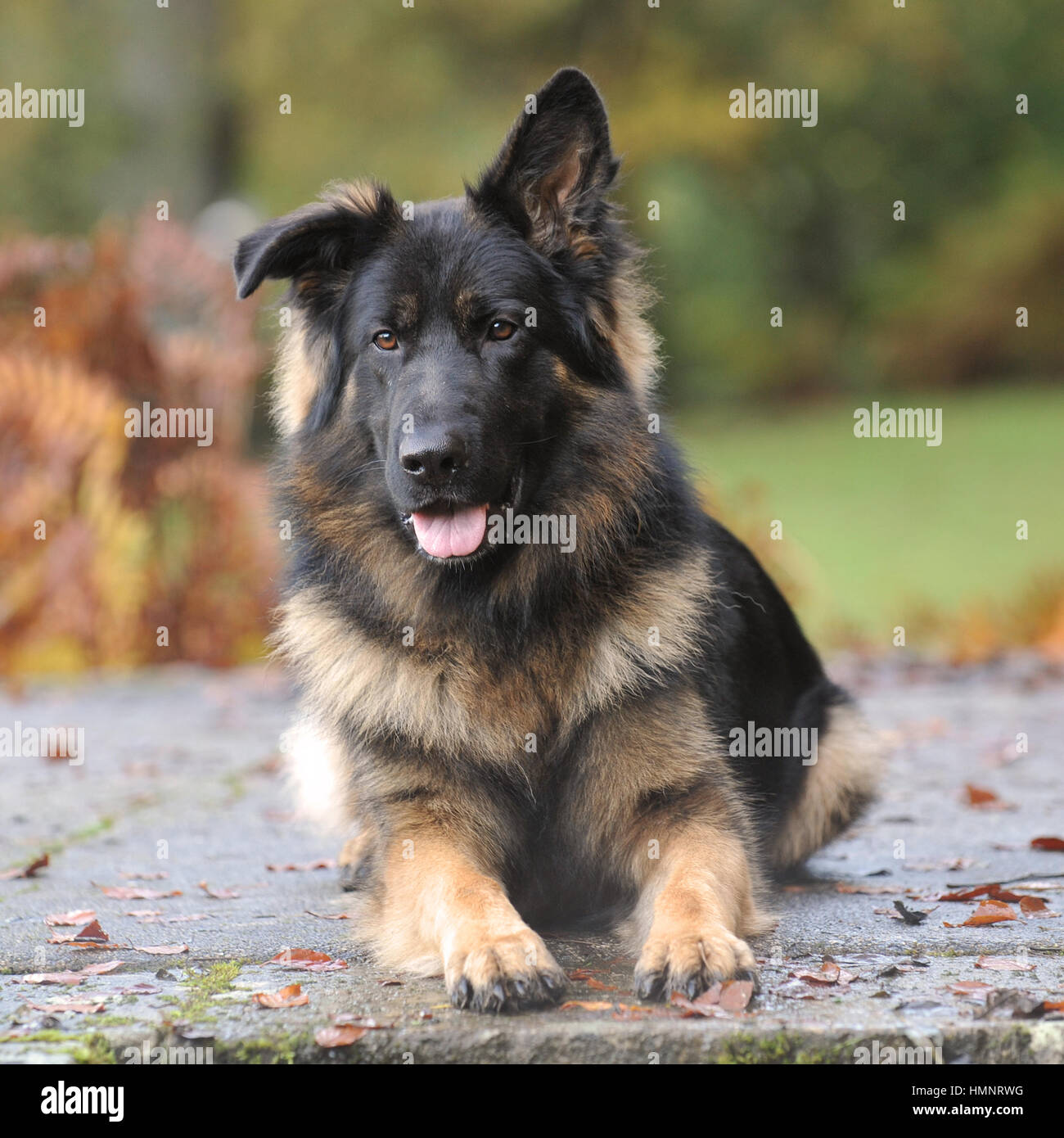 gsd, german shepherd dog Stock Photo - Alamy