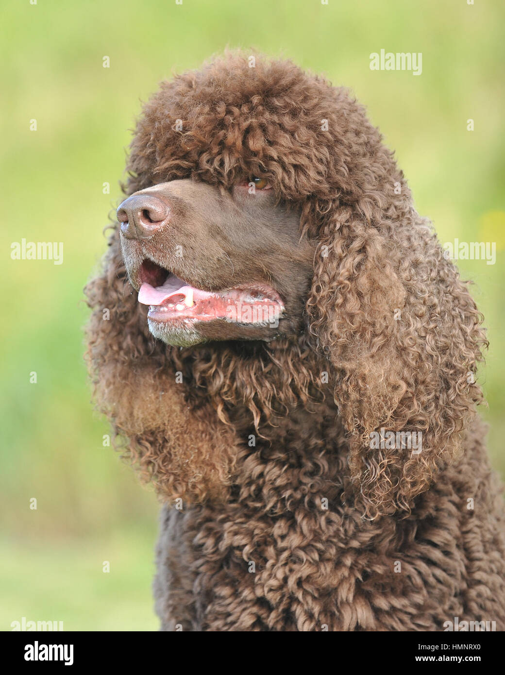 irish water spaniel Stock Photo - Alamy