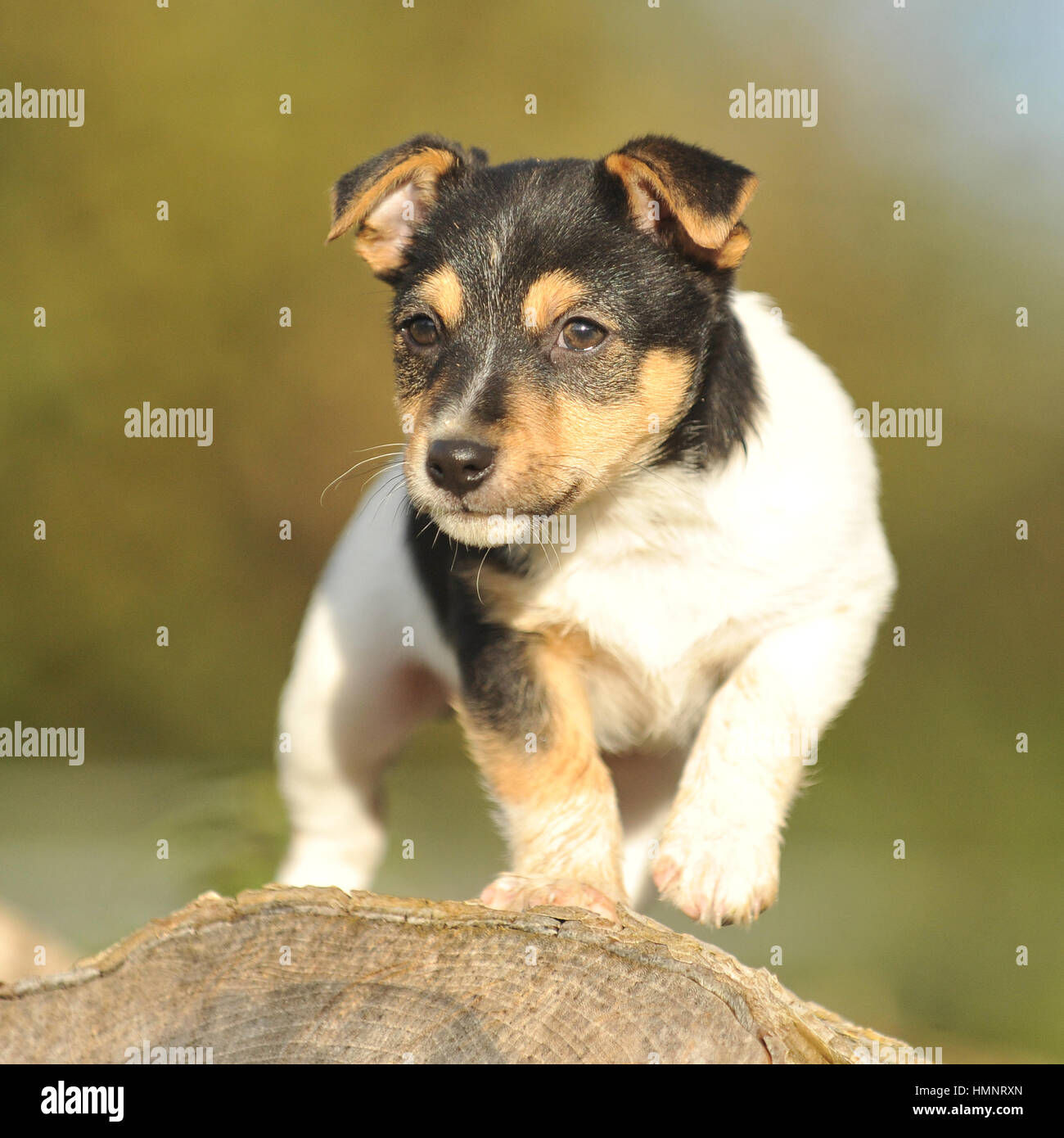 jack russell terrier dog Stock Photo - Alamy