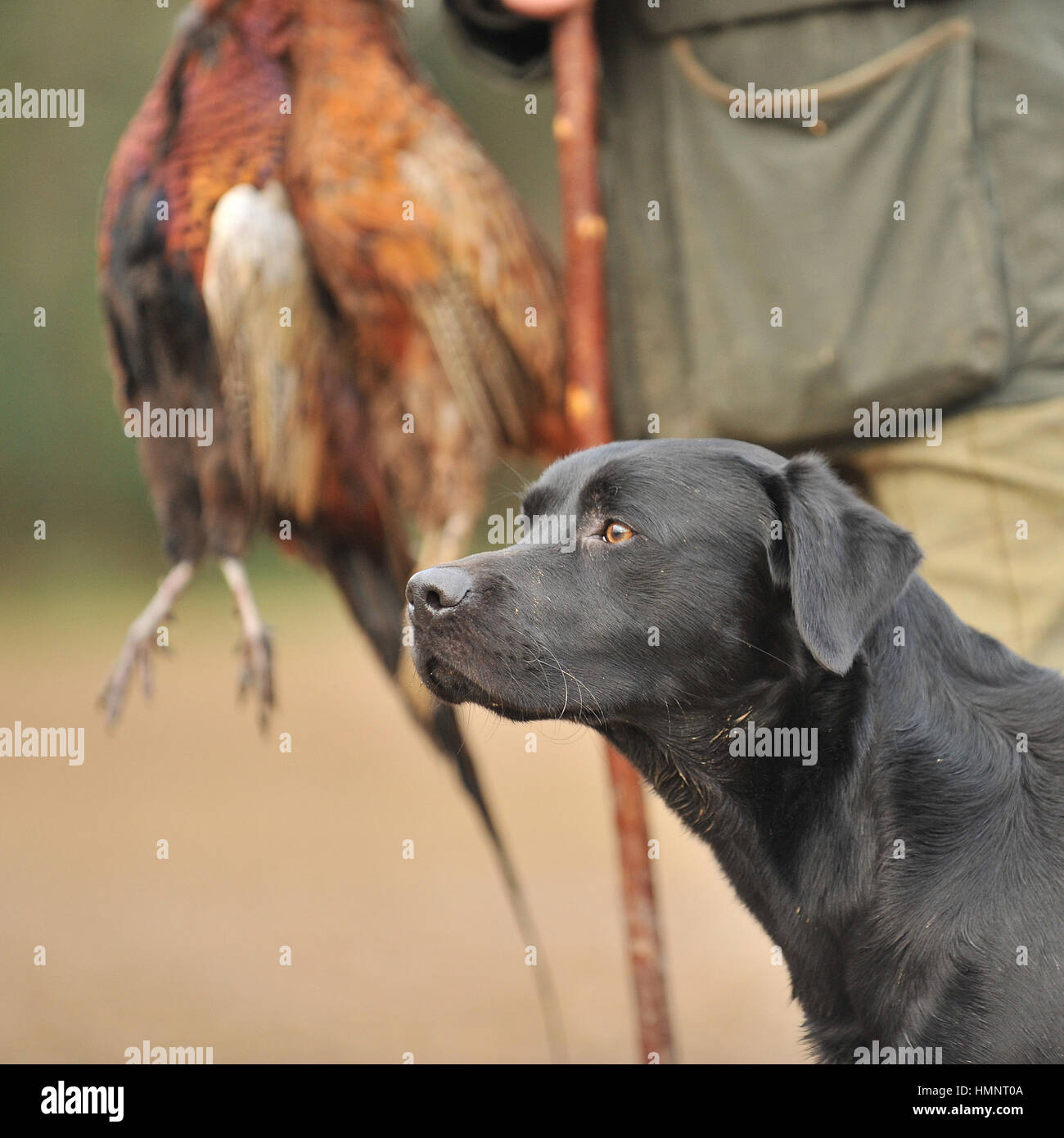Labrador Retrieving A Dead Bird High Resolution Stock Photography and ...