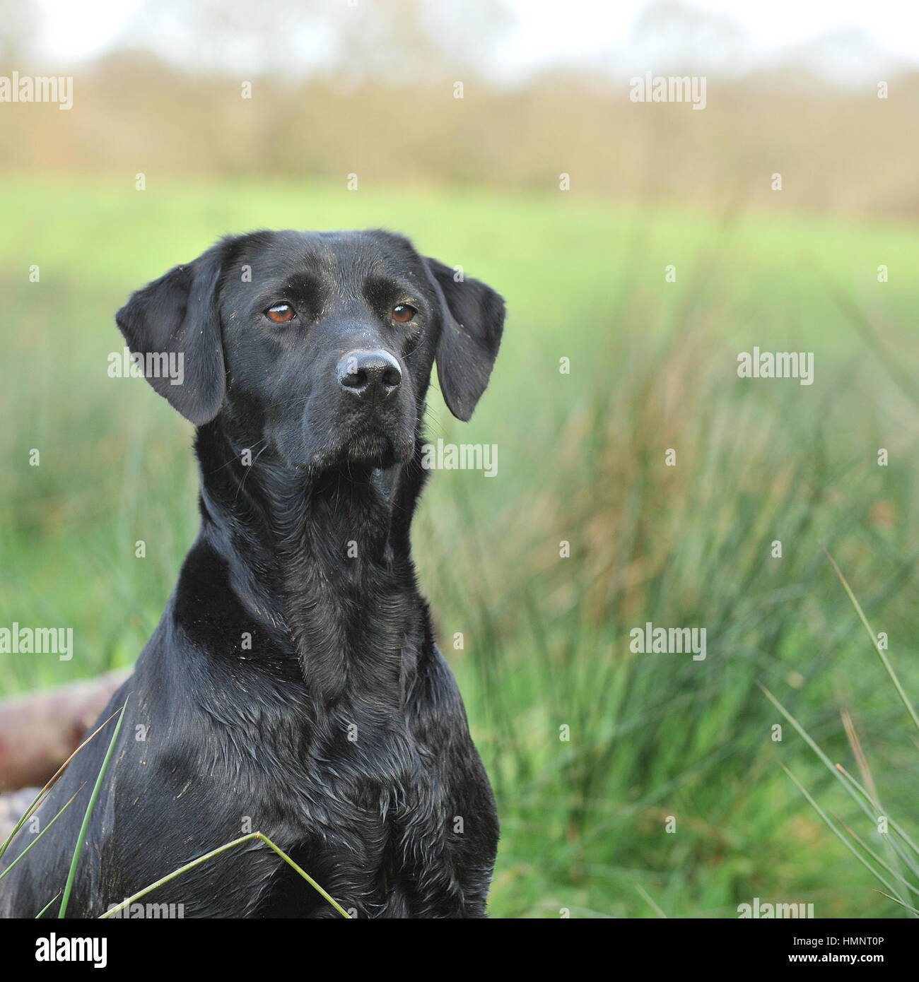 black labrador retriever dog Stock Photo - Alamy