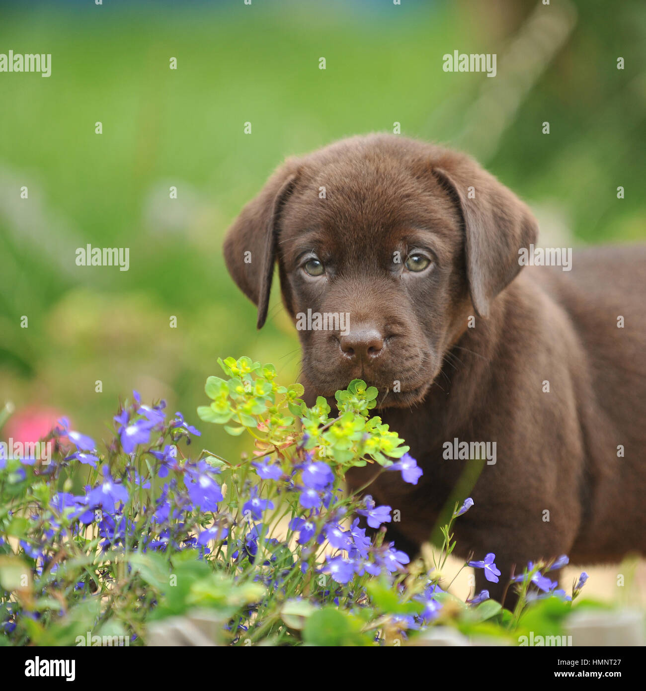 chocolate labrador retriever puppy Stock Photo - Alamy