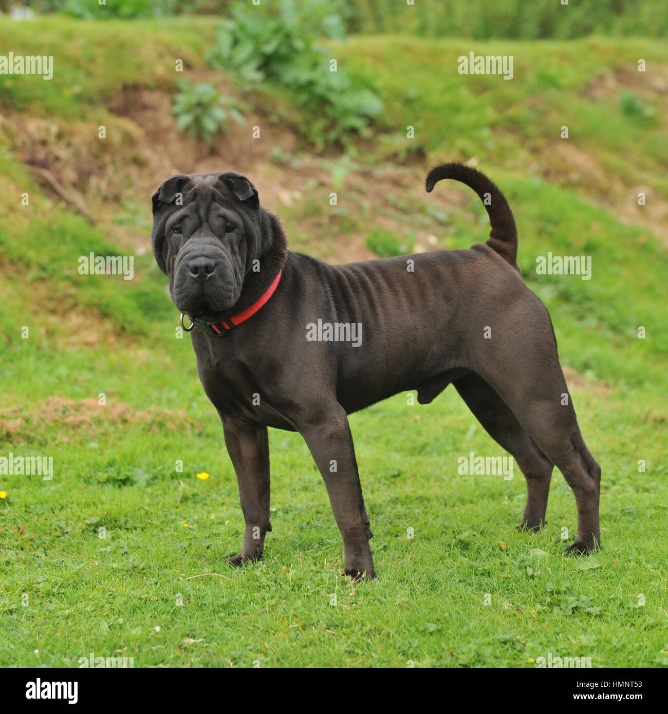 Chinese Dog High Resolution Stock Photography and Images - Alamy