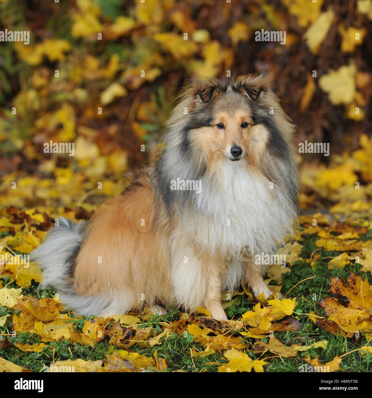 shetland sheepdog in the fall Stock Photo - Alamy