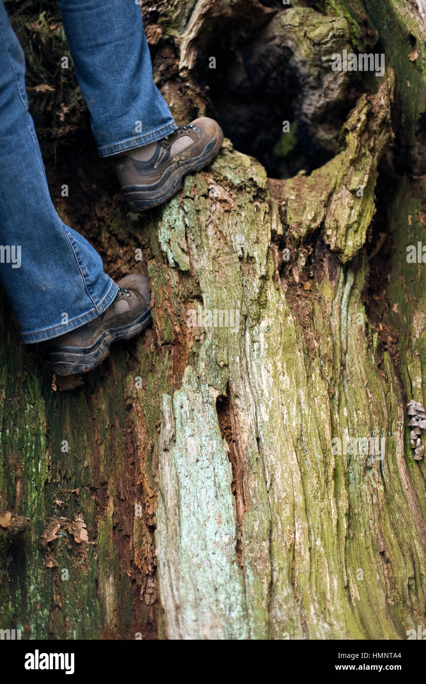 Climbing an old oak tree Stock Photo - Alamy
