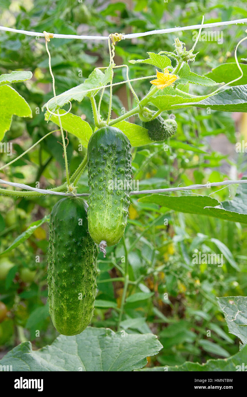 A cucumber in a bush outdoors. How to grow a cucumber plant in a garden ...