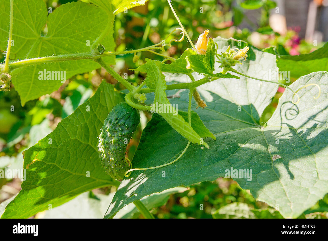 A cucumber in a bush outdoors. How to grow a cucumber plant in a garden ...