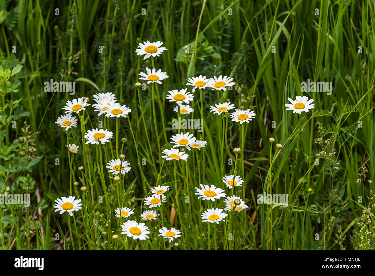 Shasta Daisy flowers. Leucanthemum x superbum Stock Photo - Alamy