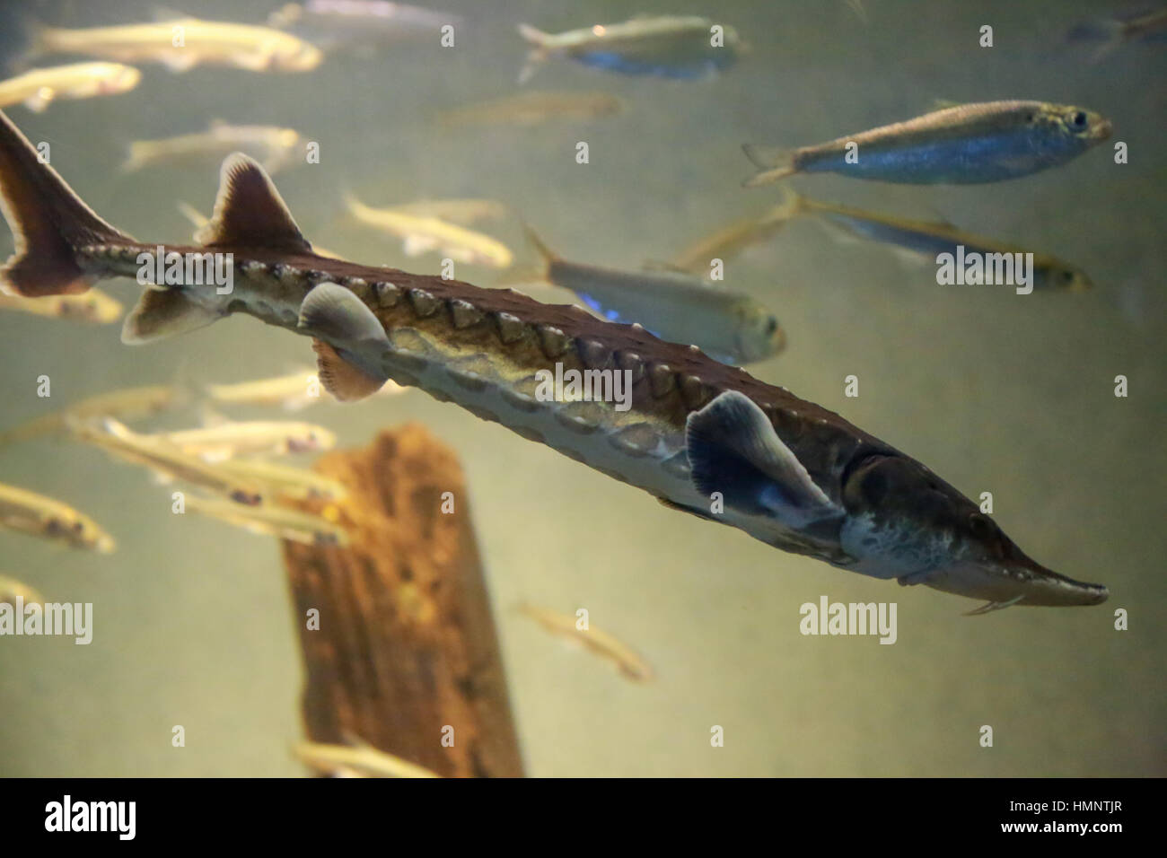 Boney fish hi-res stock photography and images - Alamy