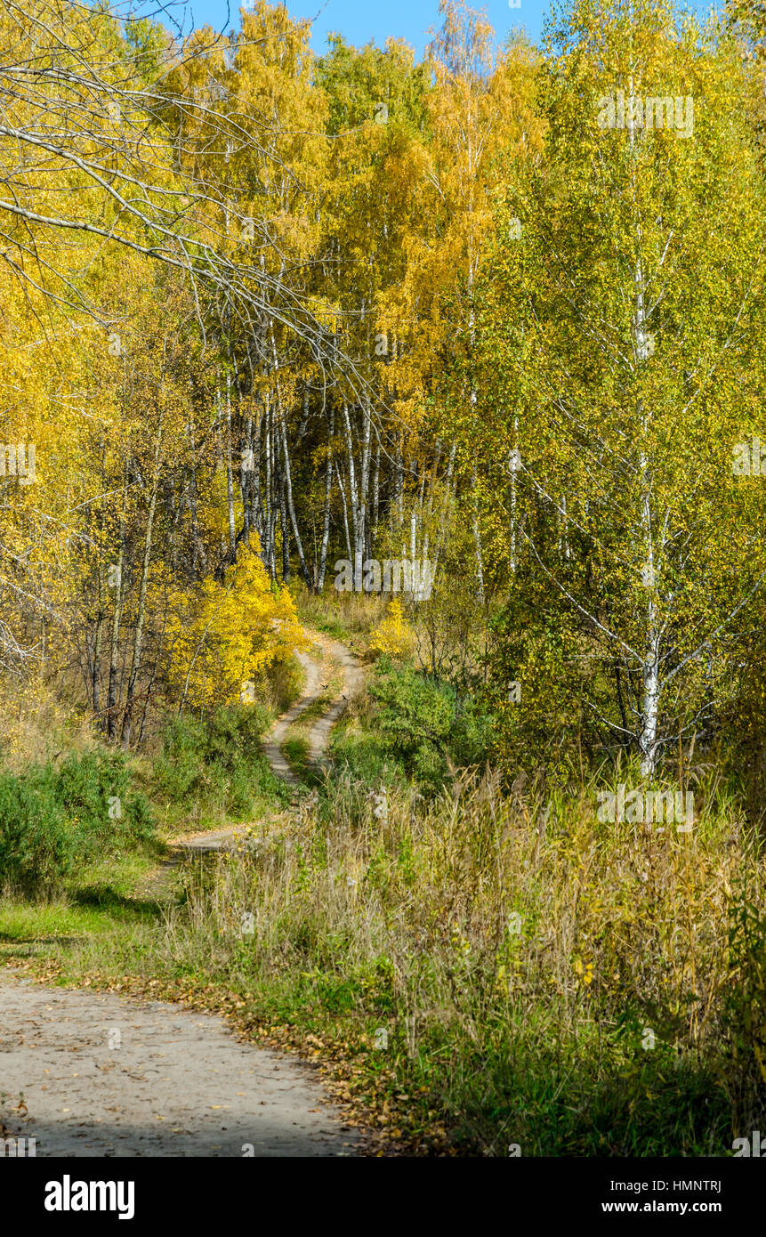 Colorful trees in forest in fall time, Siberia Stock Photo - Alamy