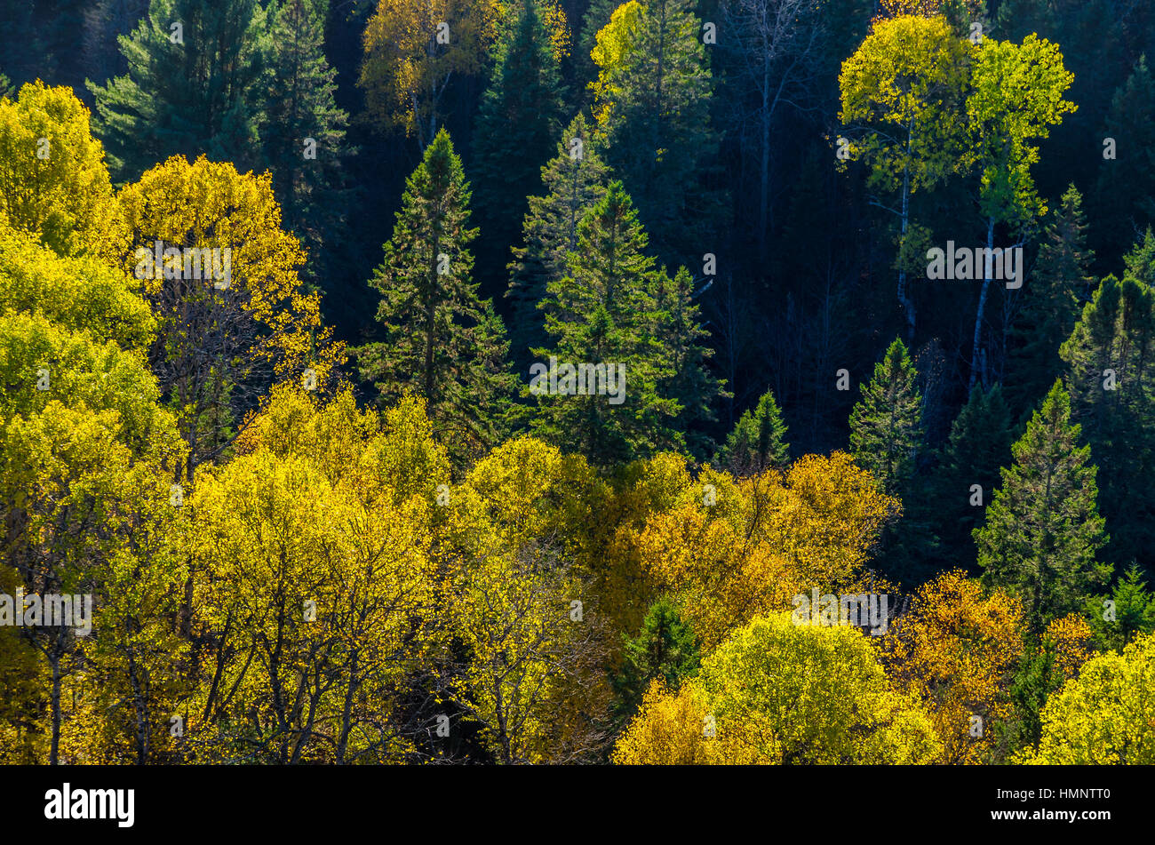 Fall colorful trees in Algonquin park . Ontario, Canada Stock Photo - Alamy