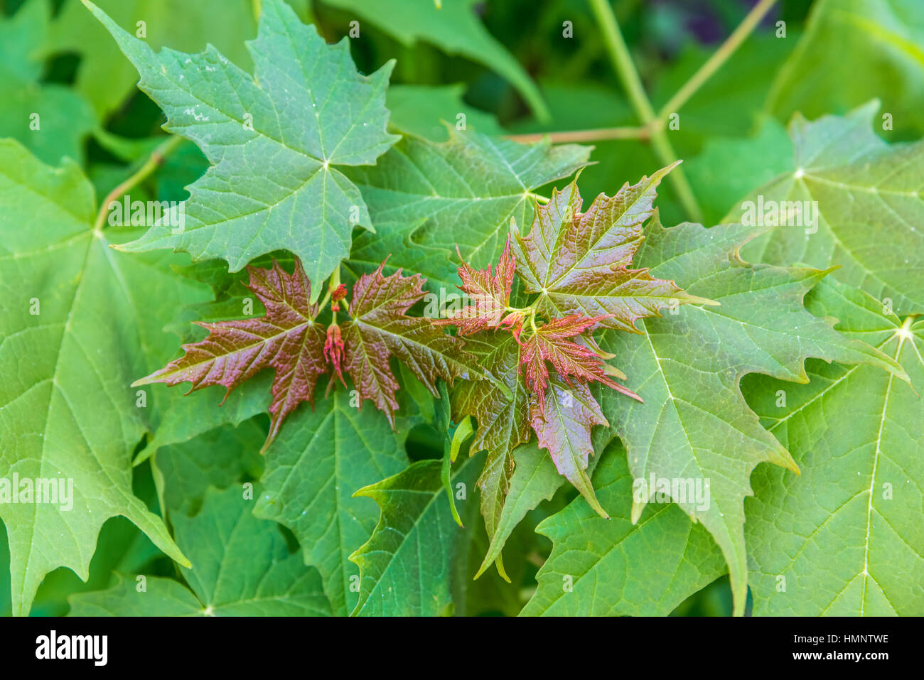 Green maple leaves in spring Canadian forest Stock Photo - Alamy