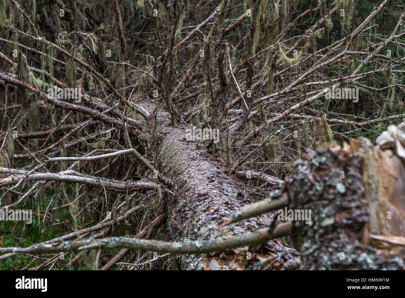 Trunk and brunches of fallen pine tree in the woods Stock Photo - Alamy