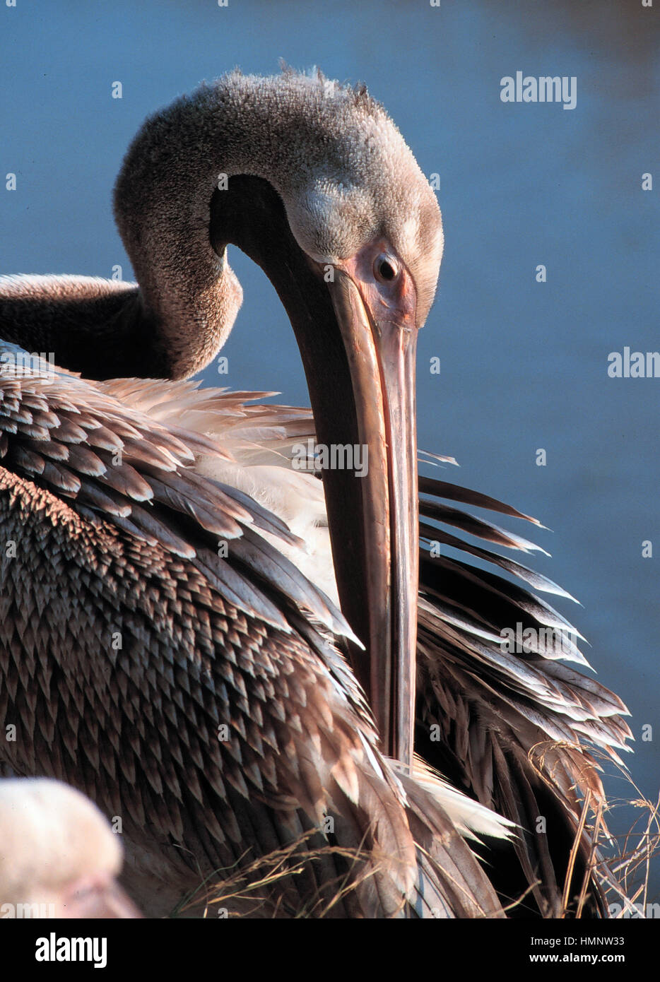 Greece A pelican in wetland Nafplio Nea Kios in the Peloponnese Stock ...