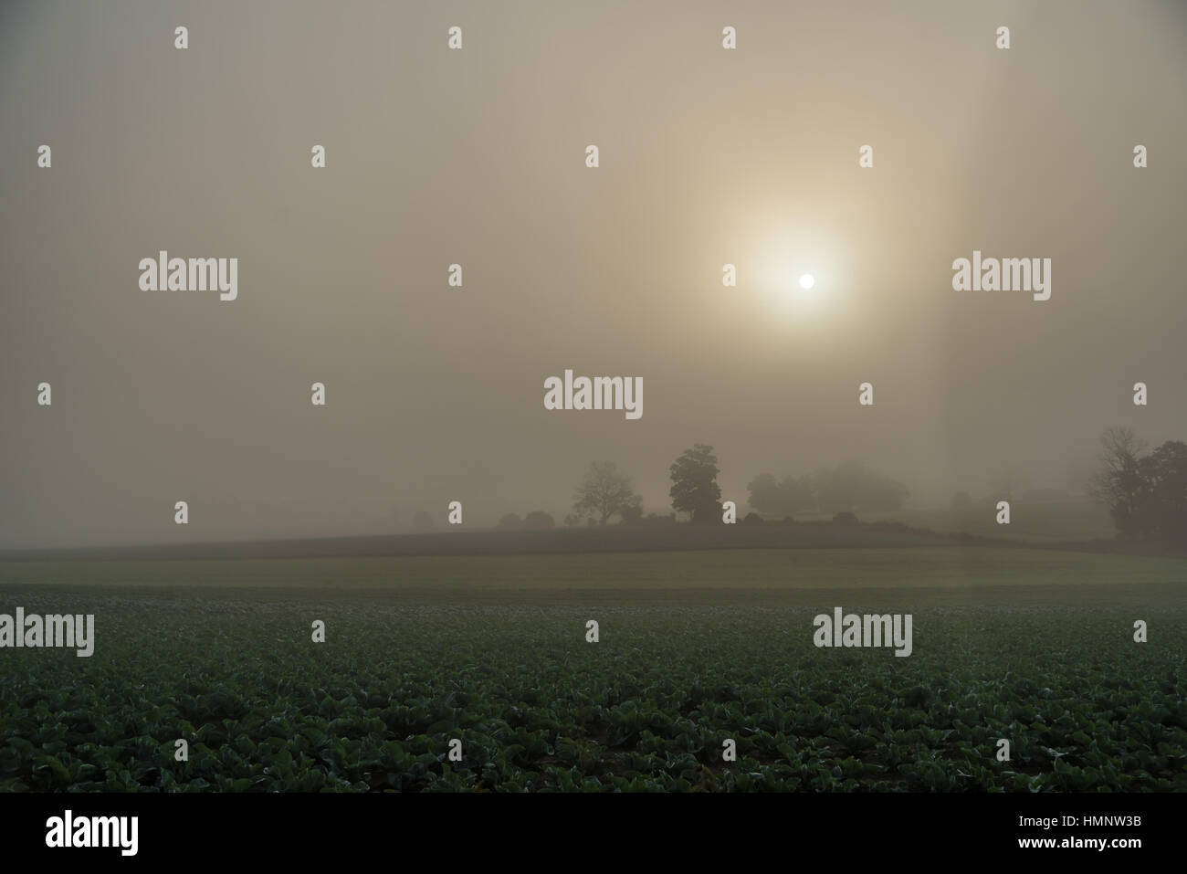 Strong fog and country farm in the morning Stock Photo - Alamy