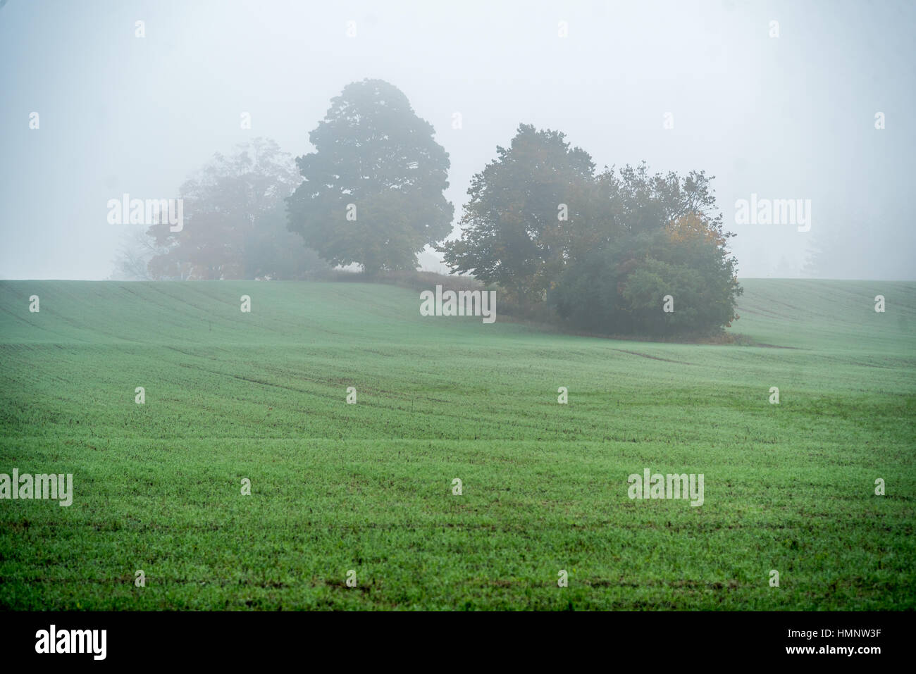 Strong fog and country farm in the morning Stock Photo - Alamy