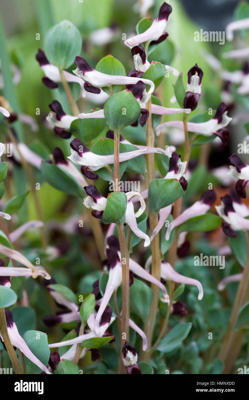 Flowering purple tipped flower Stock Photo - Alamy