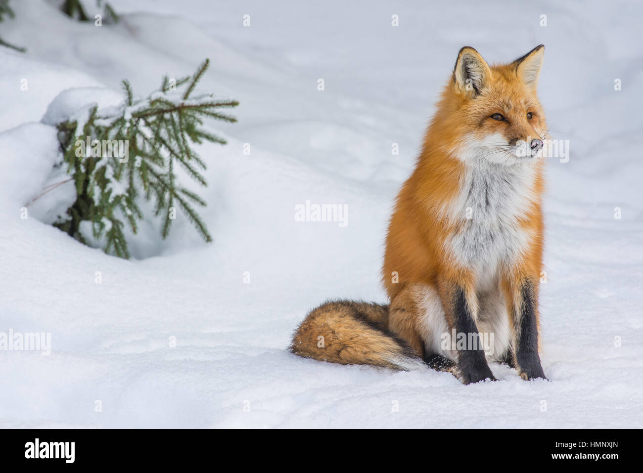 Red Fox Vulpes vulpes, winter setting, Ontario, Canada Stock Photo - Alamy