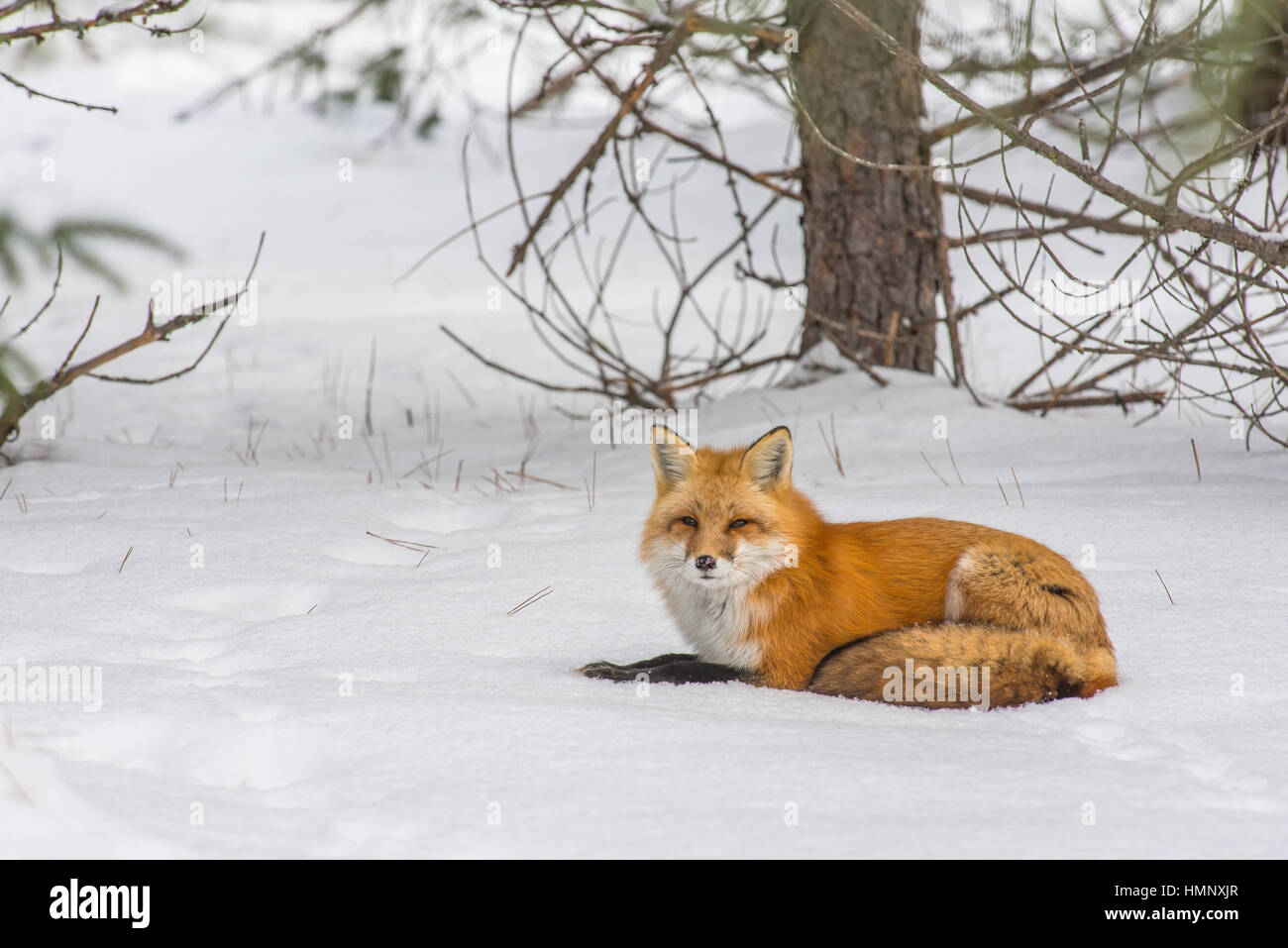 Red Fox Vulpes vulpes, winter setting, Ontario, Canada Stock Photo - Alamy