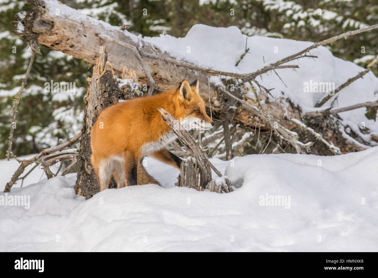 Red Fox Vulpes vulpes, winter setting, Ontario, Canada Stock Photo - Alamy