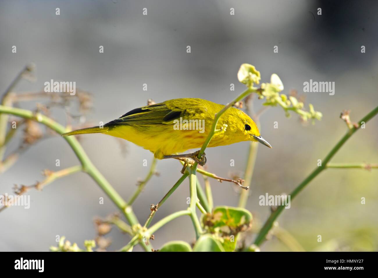 Yellow warbler ( Dendroica petechia Stock Photo - Alamy