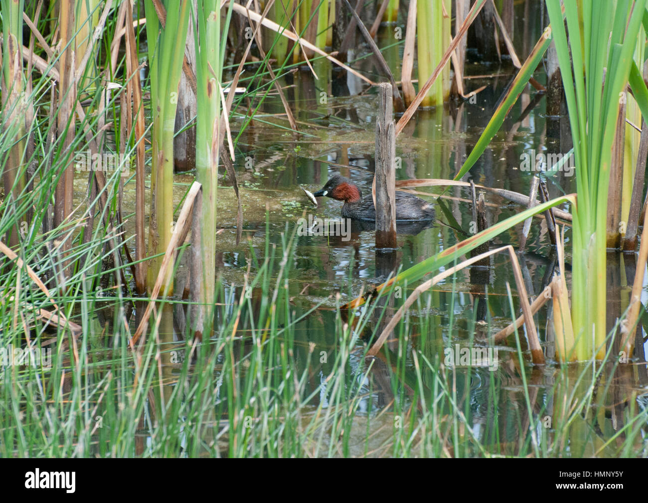 Grebe feet hi-res stock photography and images - Alamy