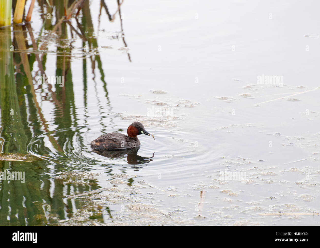 Little Grebe Feet High Resolution Stock Photography and Images - Alamy