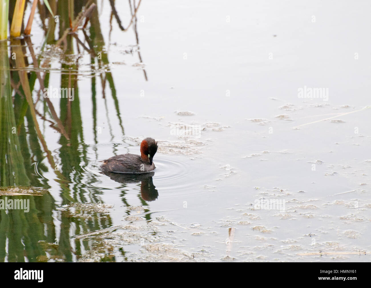 Little grebe feet hi-res stock photography and images - Alamy