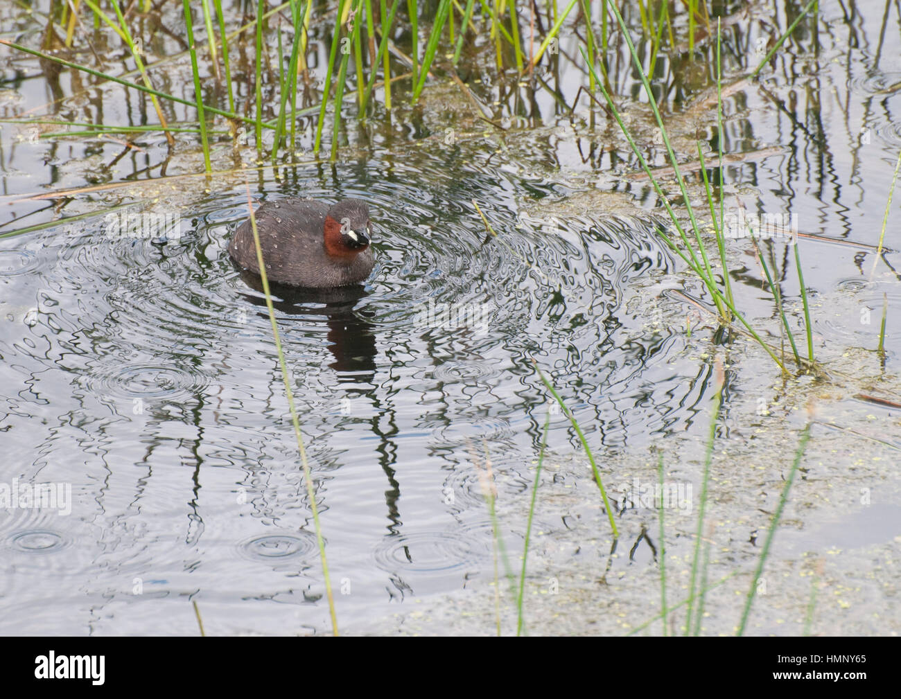 Grebe feet hi-res stock photography and images - Alamy