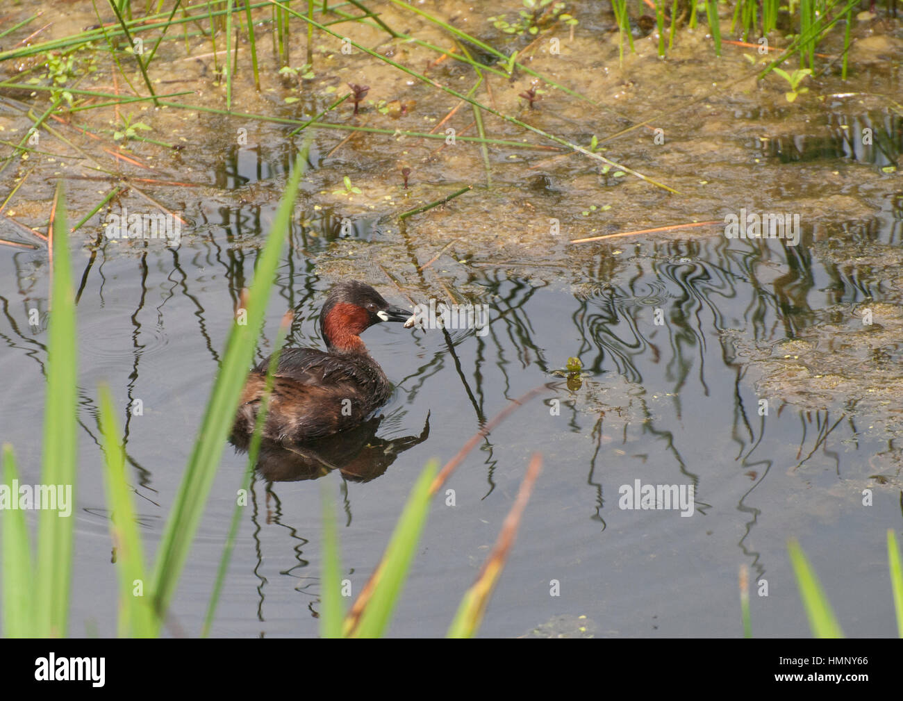 Grebe feet hi-res stock photography and images - Alamy
