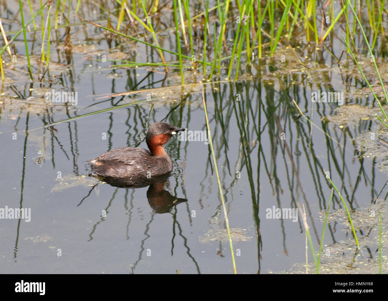 Grebe feet hi-res stock photography and images - Alamy