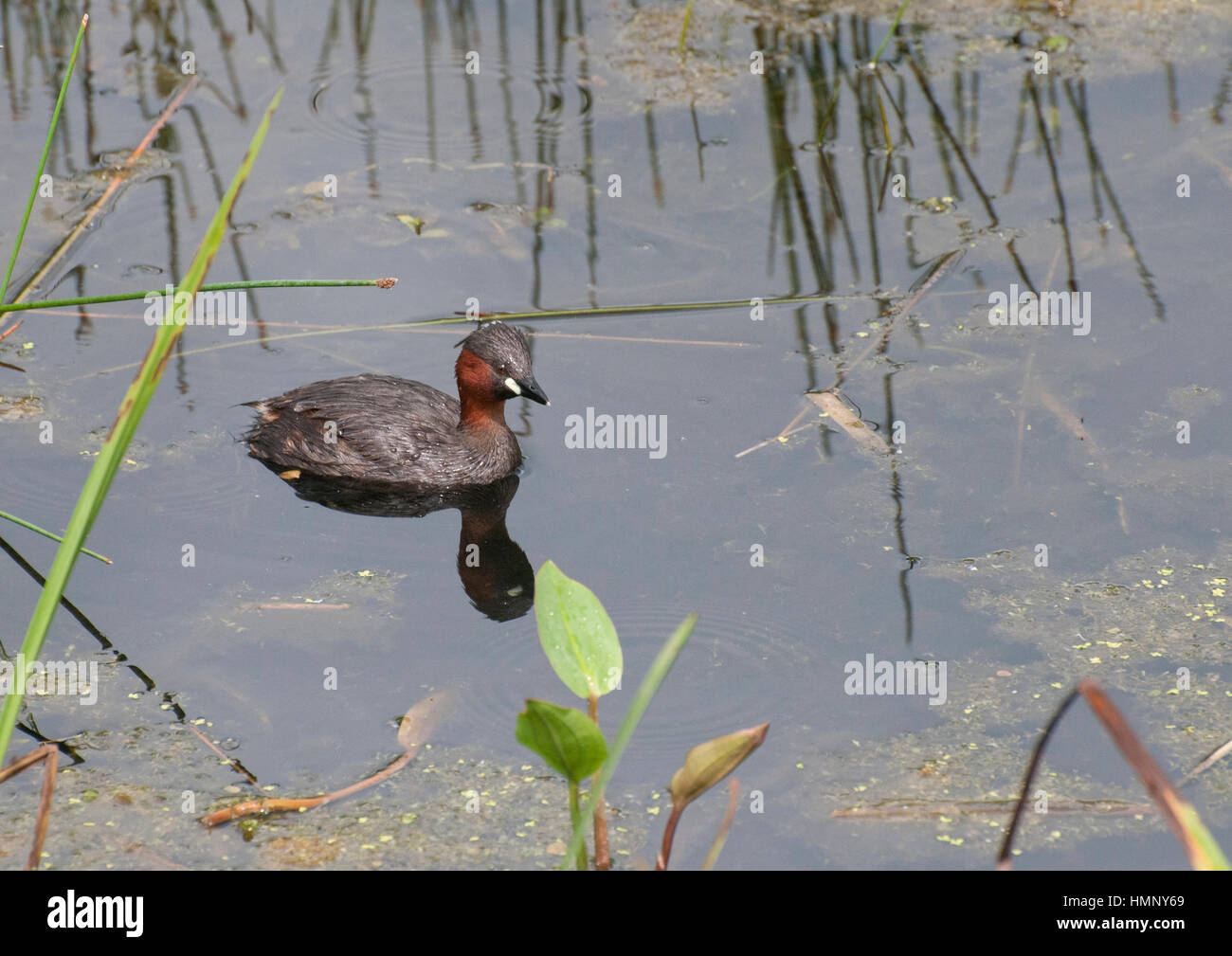 Grebe feet hi-res stock photography and images - Alamy