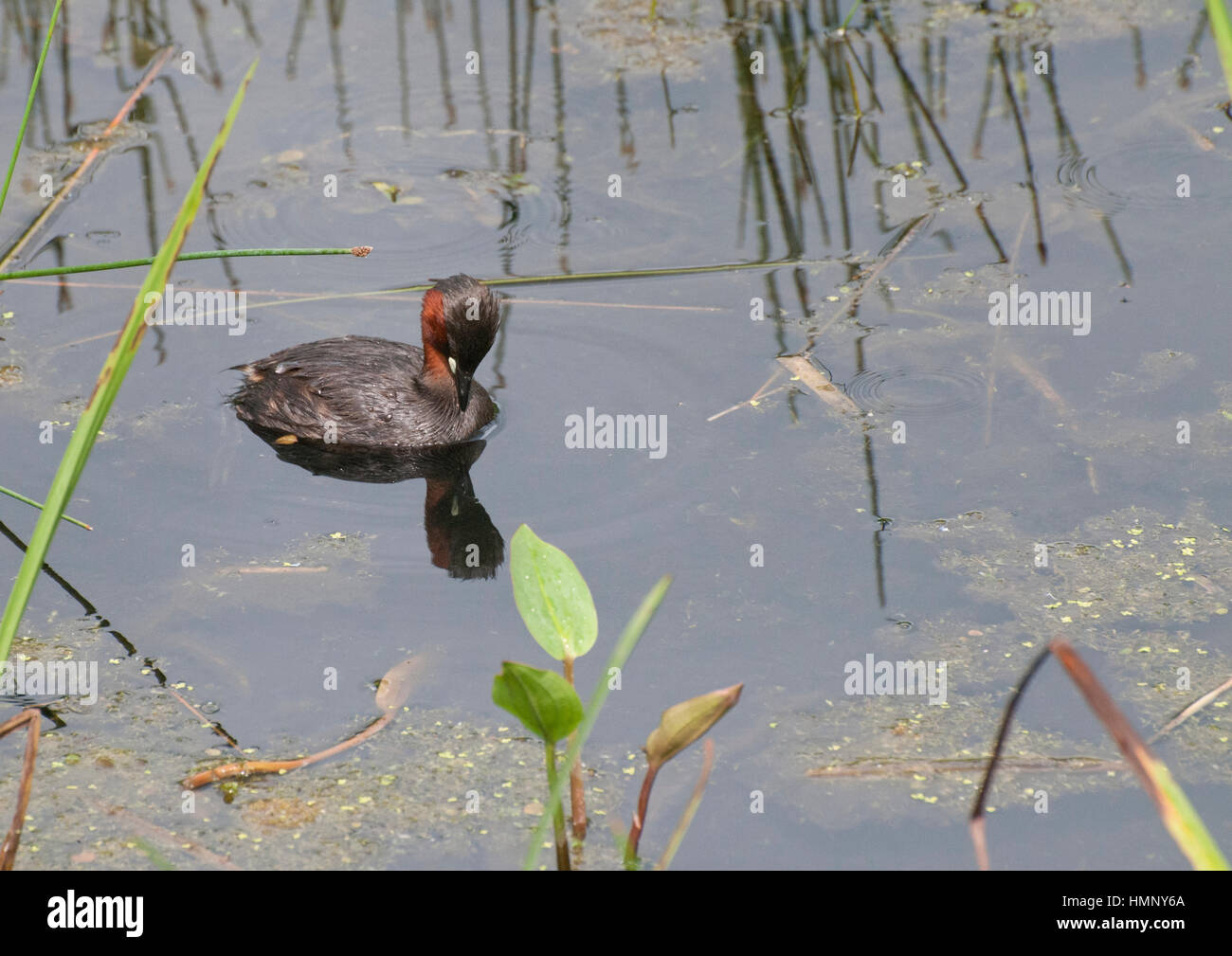 Grebe Feet Stock Photos & Grebe Feet Stock Images - Alamy