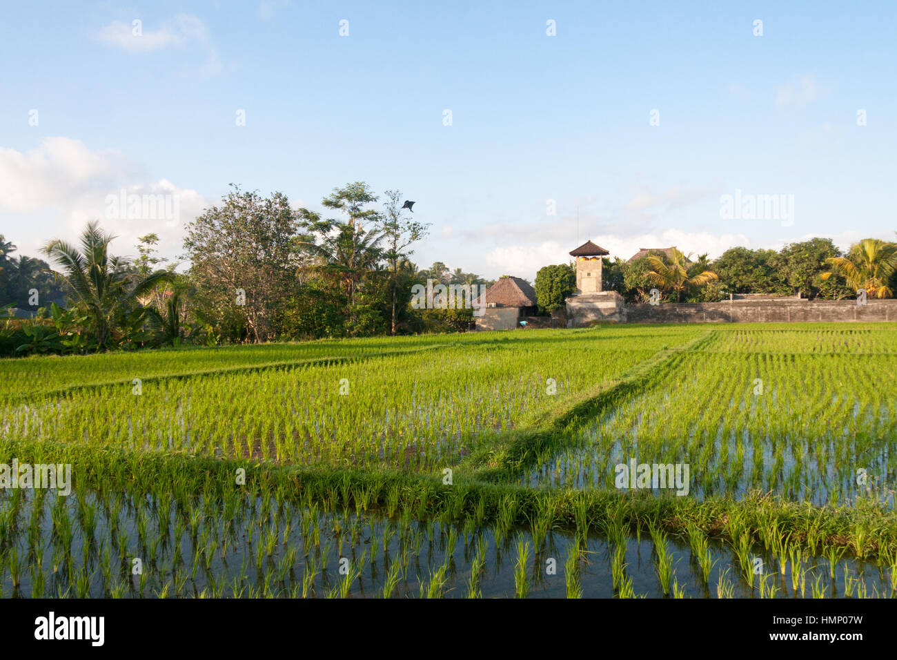 Farm rice hi-res stock photography and images - Alamy