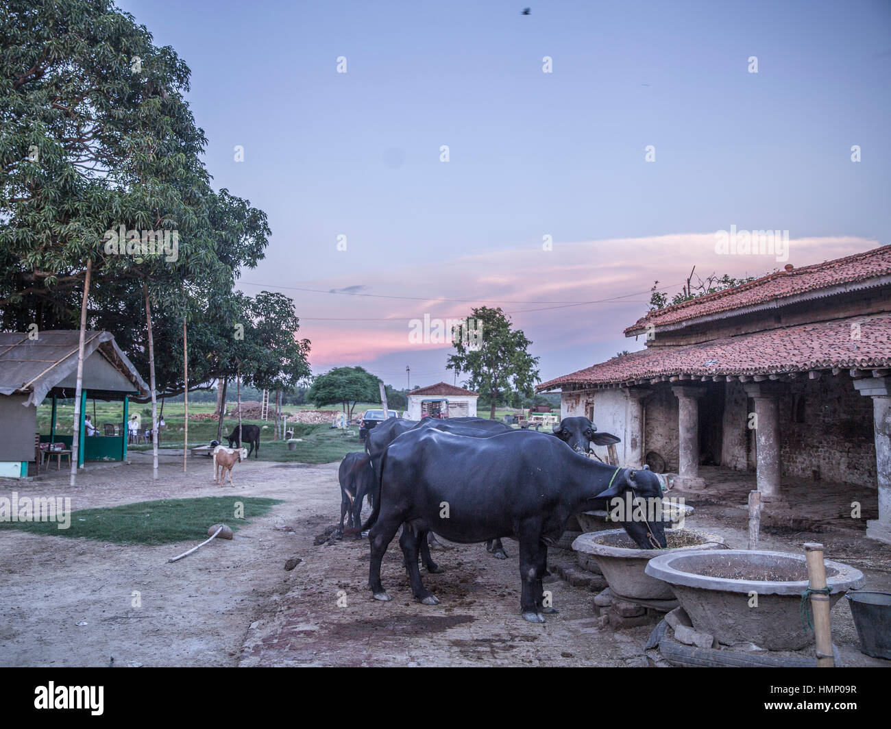Himalayan buffalo hi-res stock photography and images - Alamy