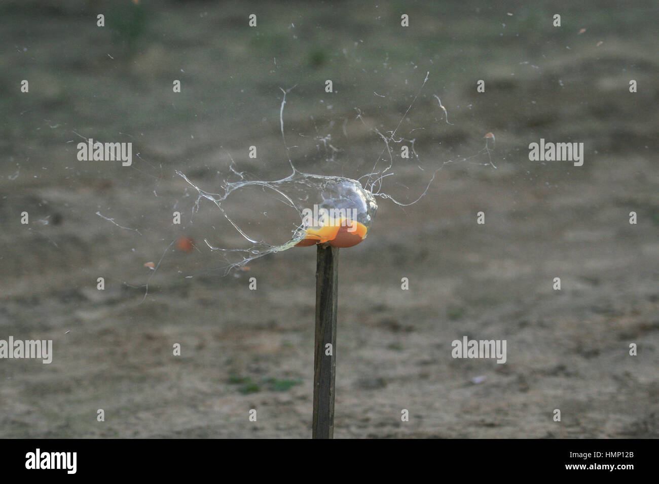 egg being shot in high speed capture Stock Photo - Alamy