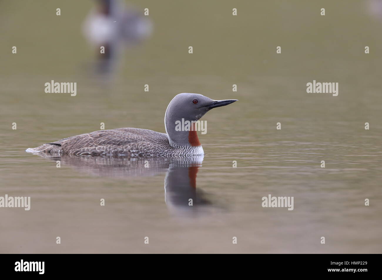red-throated loon (North America) or red-throated diver (Britain and ...