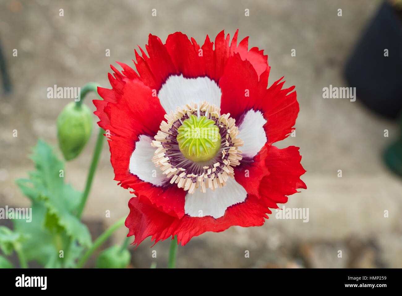 victoria cross poppy Stock Photo - Alamy