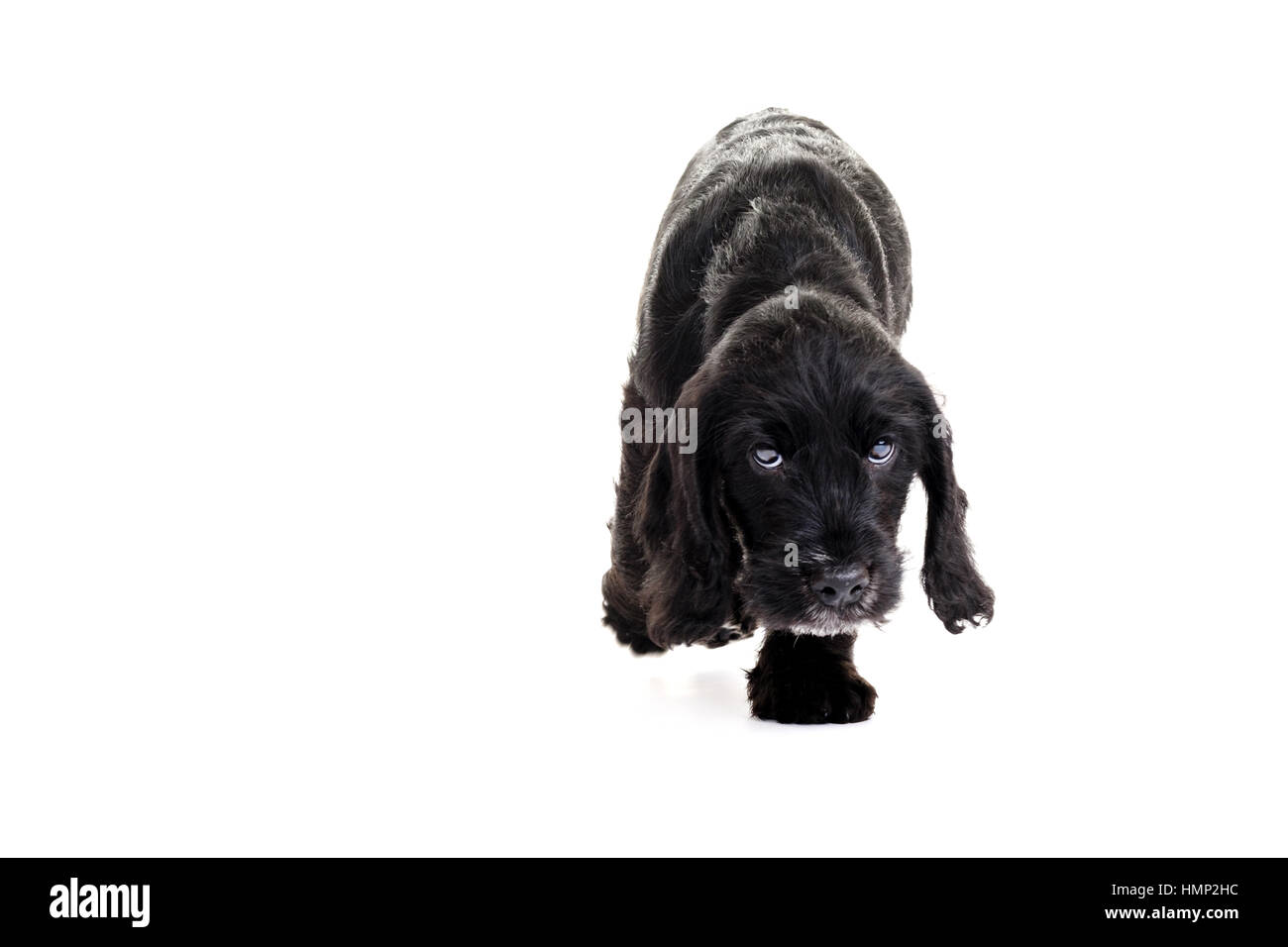 Cockapoo Side View High Resolution Stock Photography and Images - Alamy