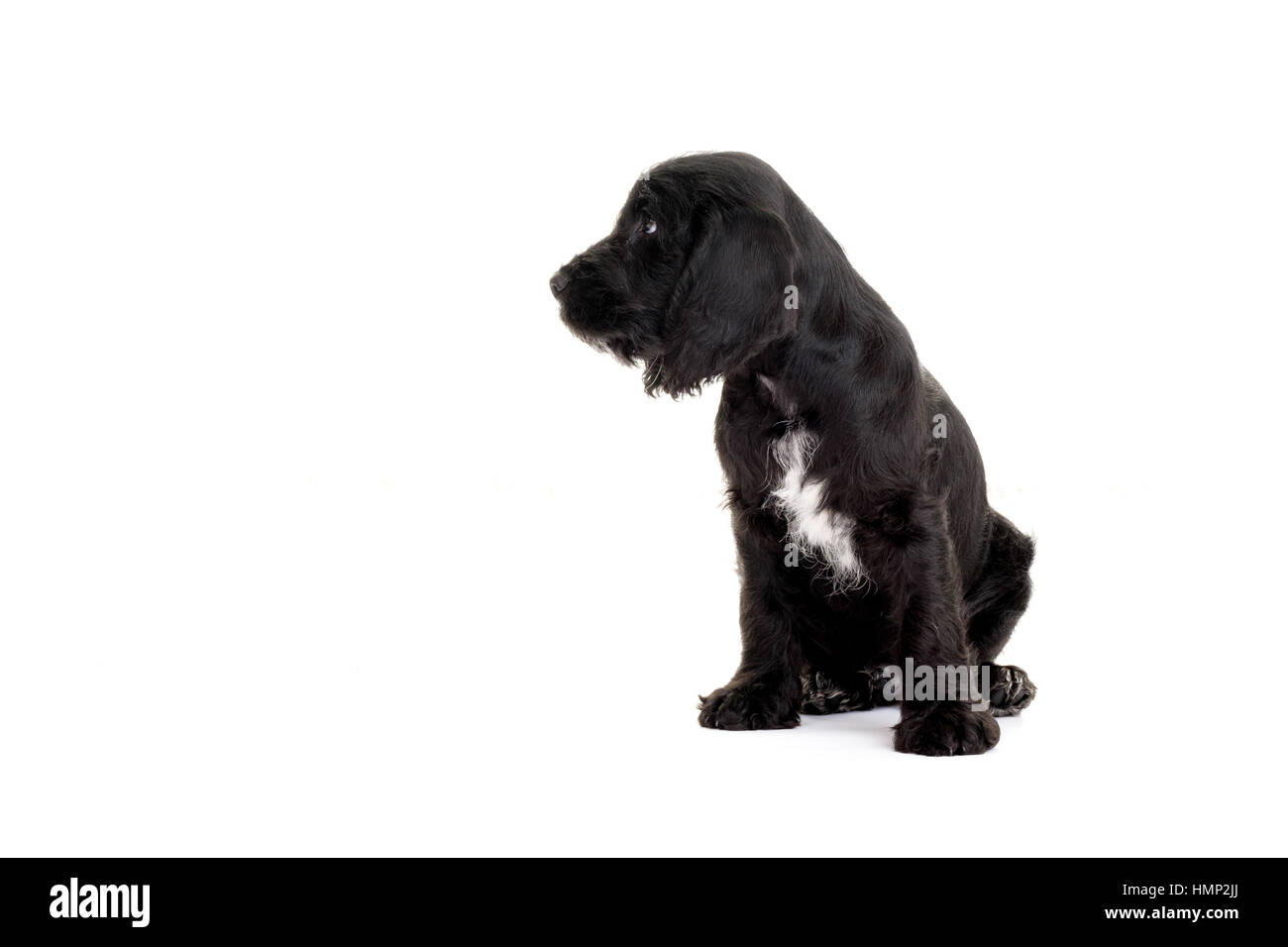 Cockapoo side view hi-res stock photography and images - Alamy