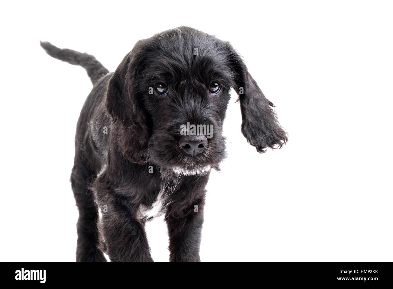 Cockapoo side view hi-res stock photography and images - Alamy