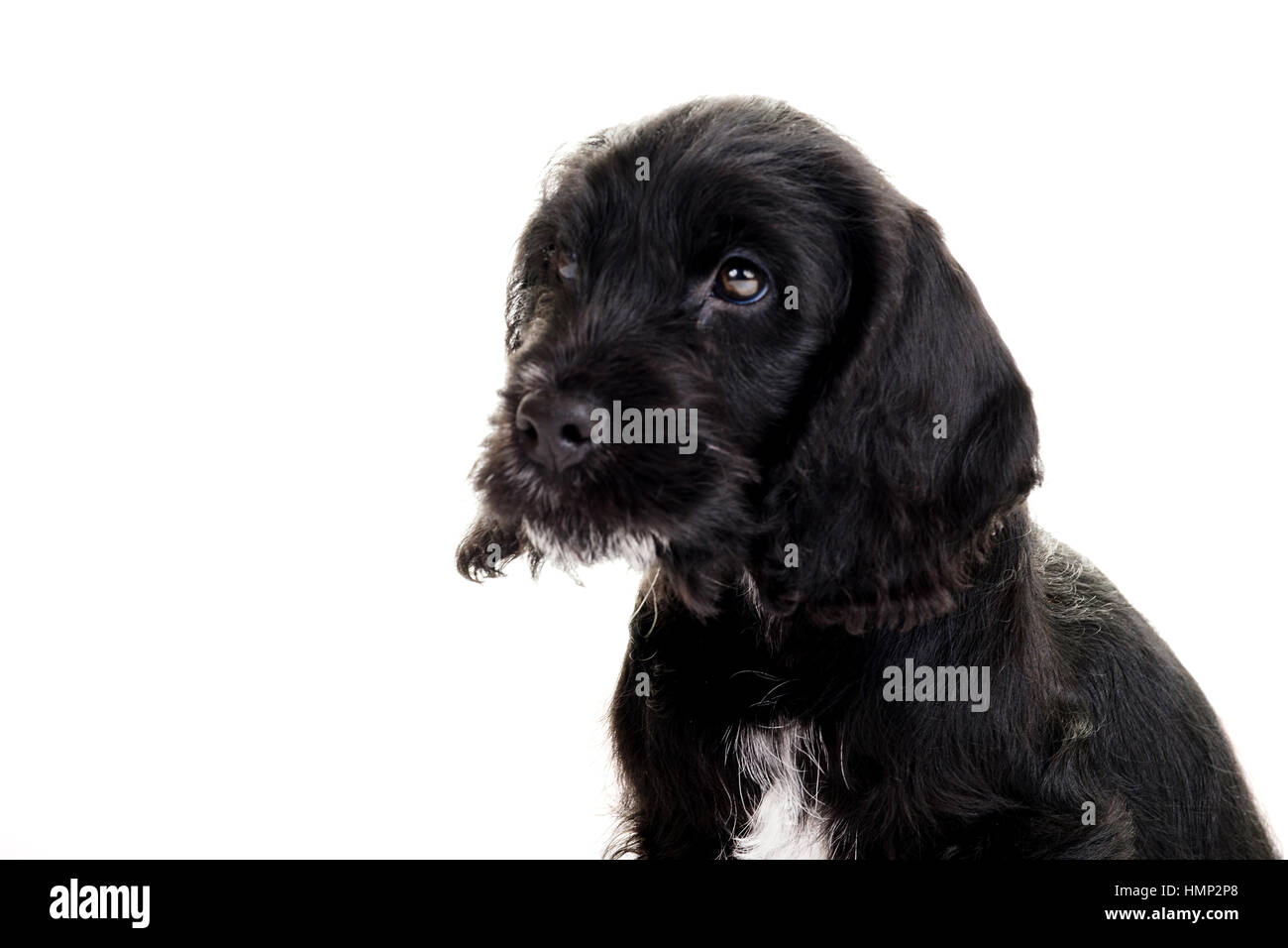 Cockapoo side view hi-res stock photography and images - Alamy